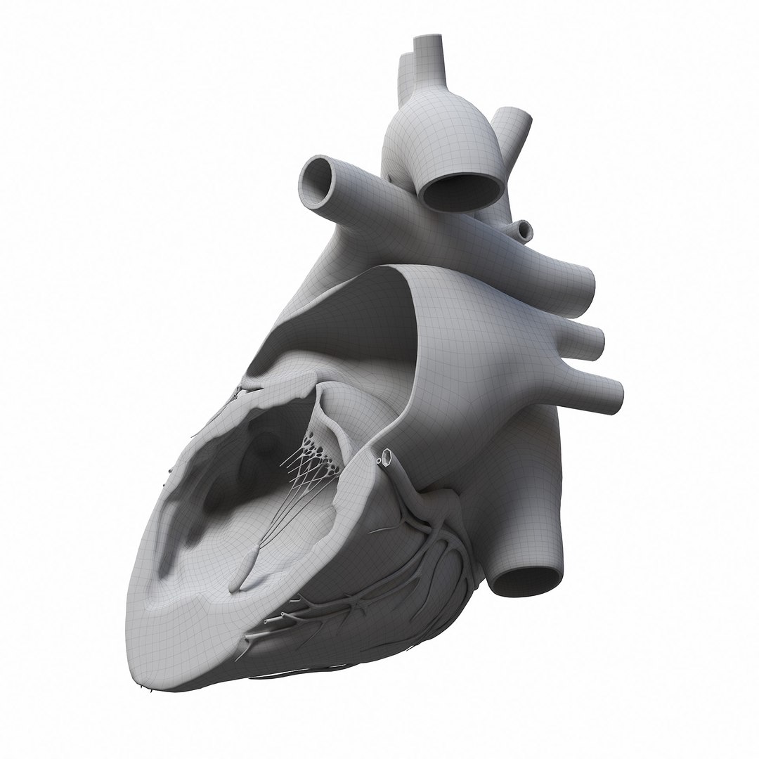 3D Heart Lateral Section V2 Animated Model - TurboSquid 1757825