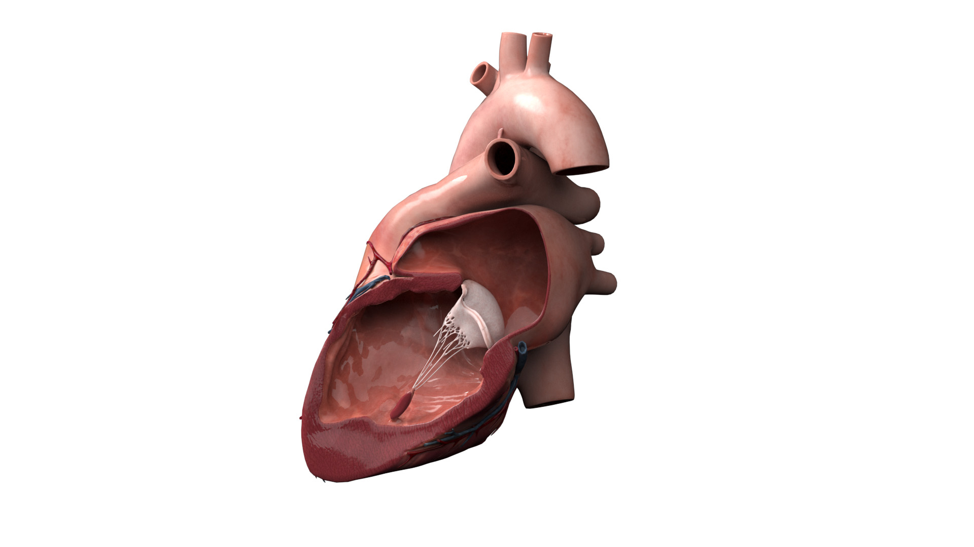 3D Heart Lateral Section V2 Animated Model - TurboSquid 1757825