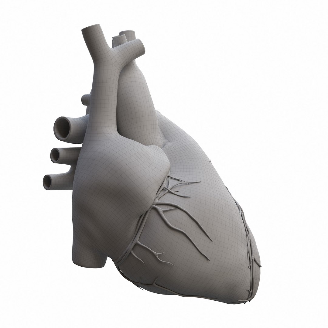 3D Heart Lateral Section V2 Animated Model - TurboSquid 1757825
