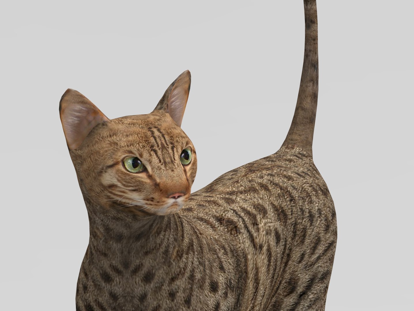 3D cat rigged - TurboSquid 1197930
