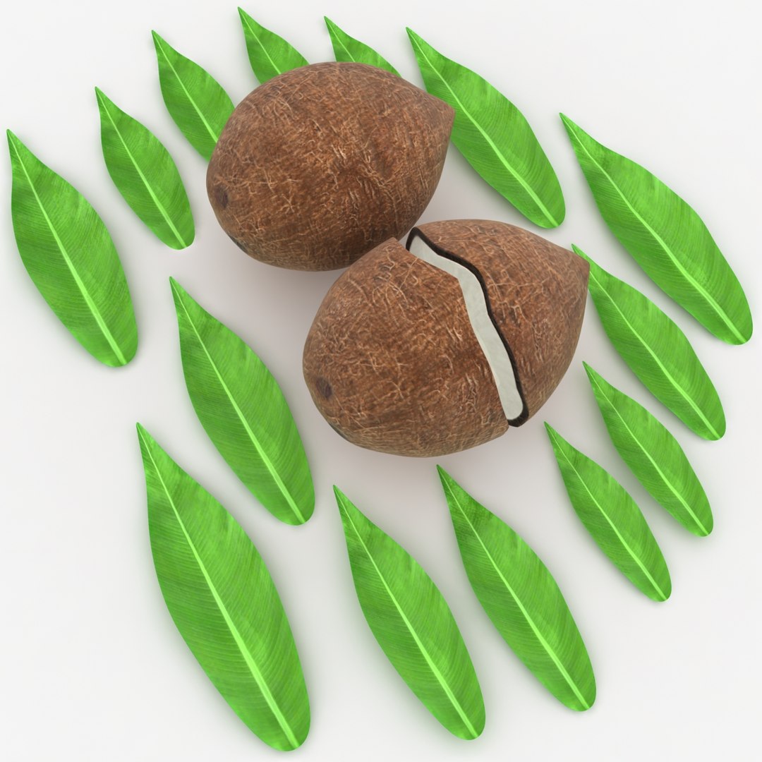 Coconut Coco Nut 3d 3ds