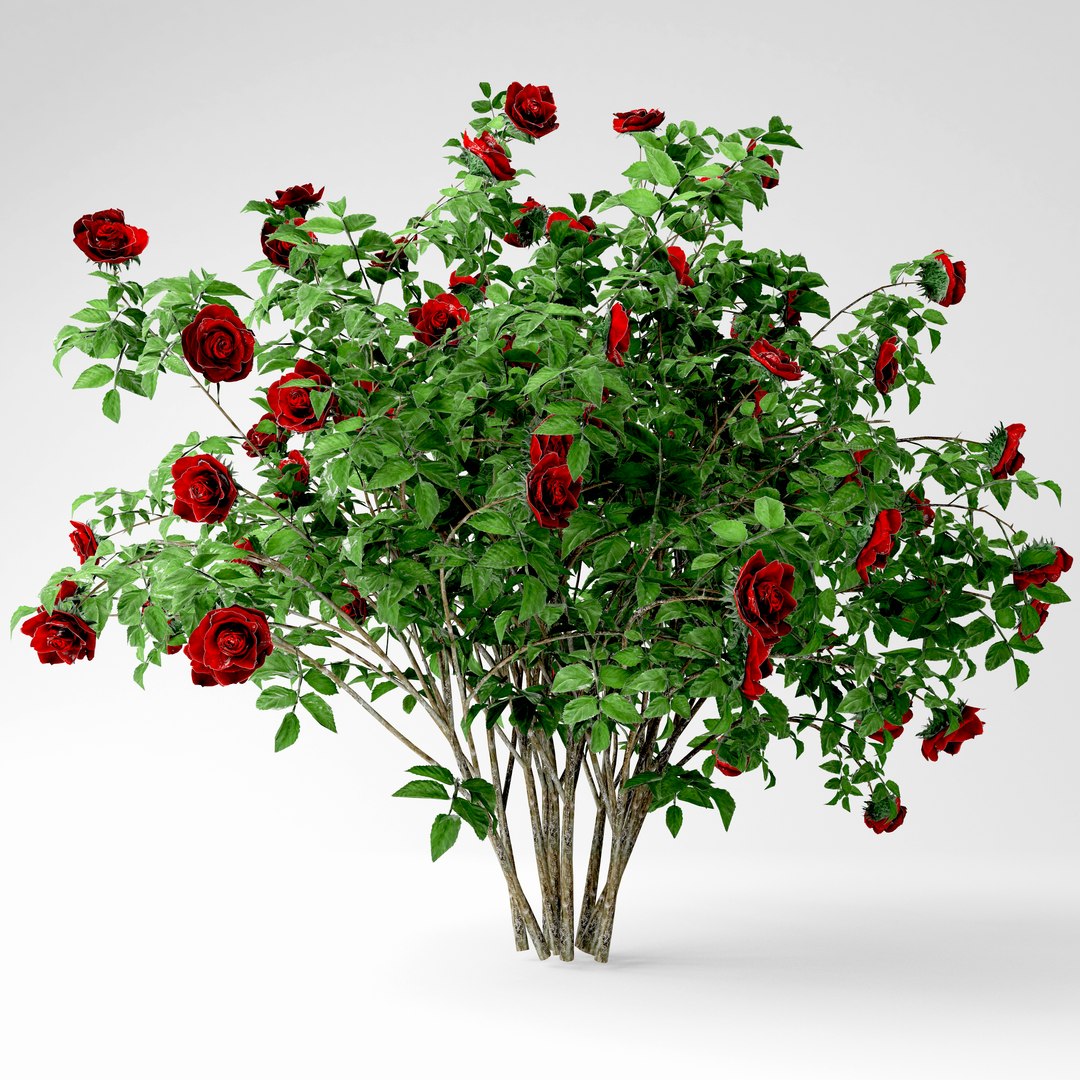 3D Model Red Rose Bush - TurboSquid 1521419