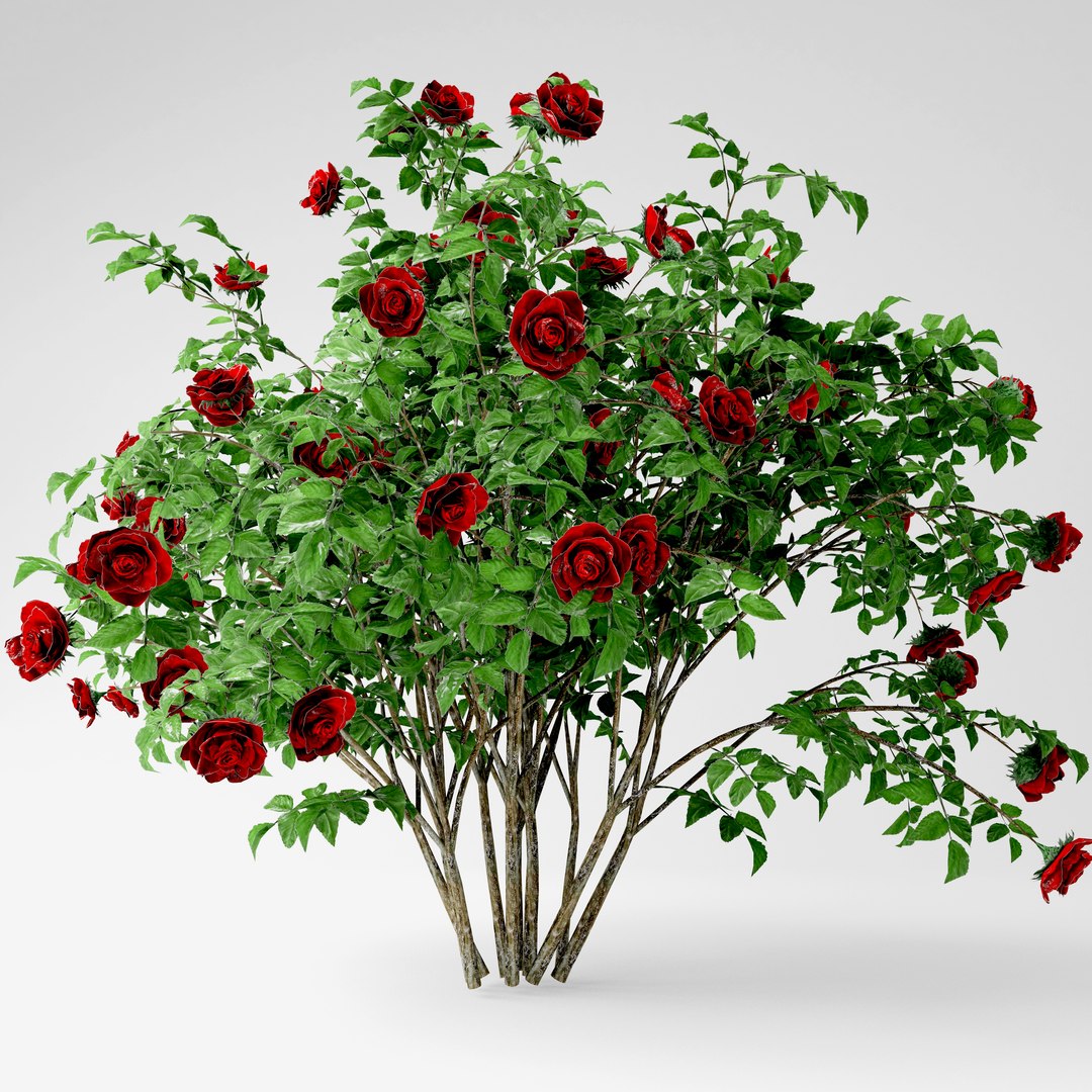 3D Model Red Rose Bush - TurboSquid 1521419