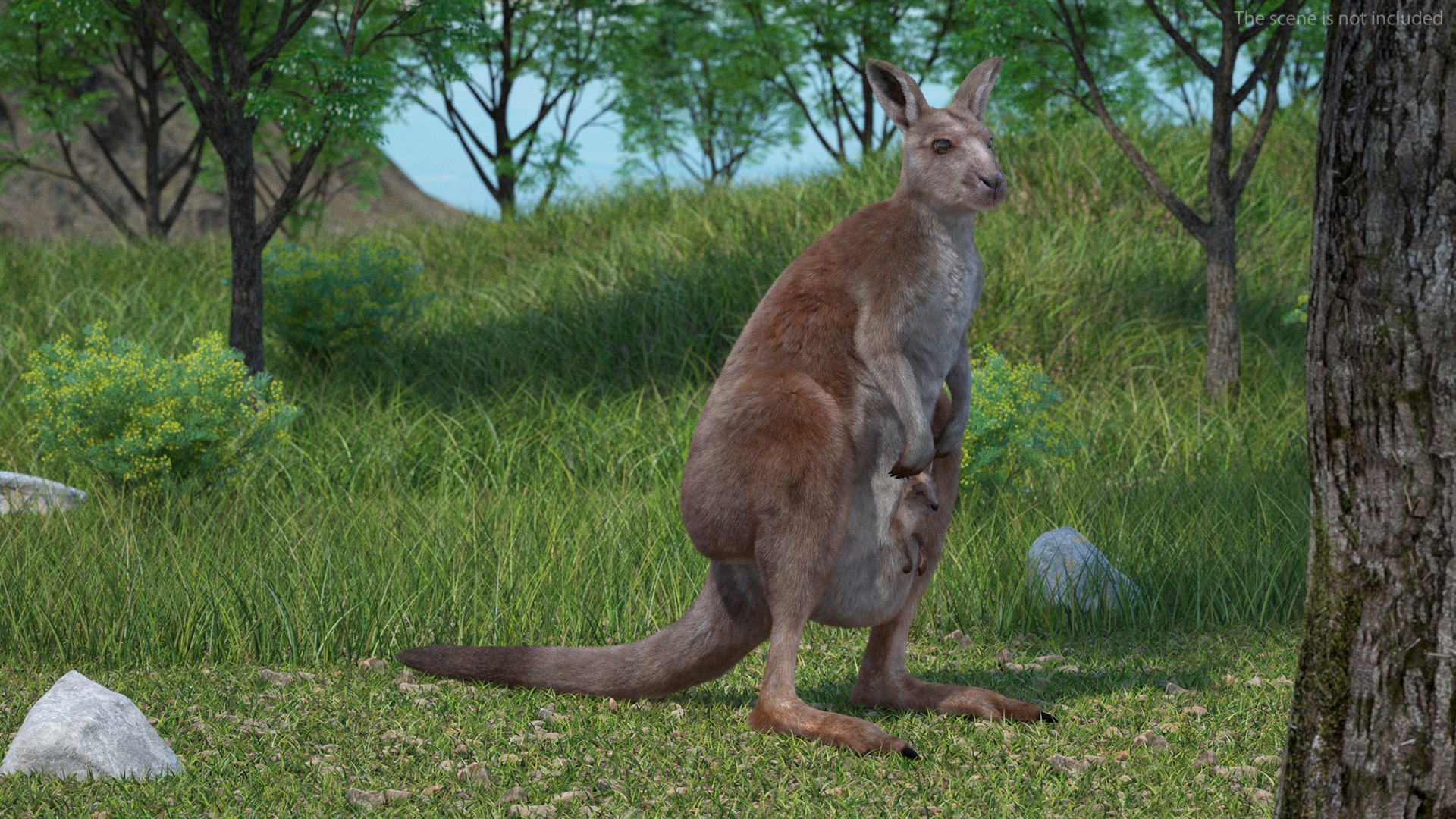 3D Female Kangaroo Fur Rigged Model - TurboSquid 2250721