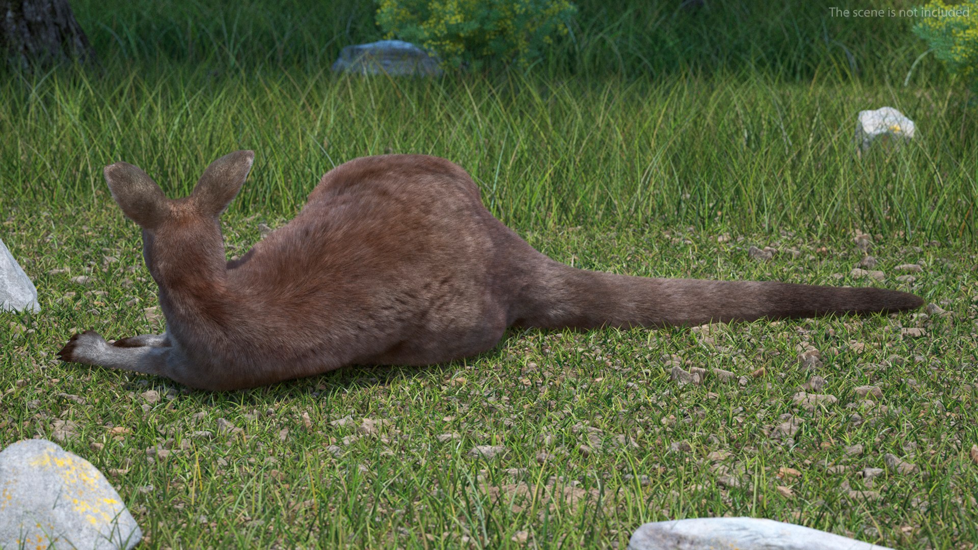 3D Female Kangaroo Fur Rigged Model - TurboSquid 2250721