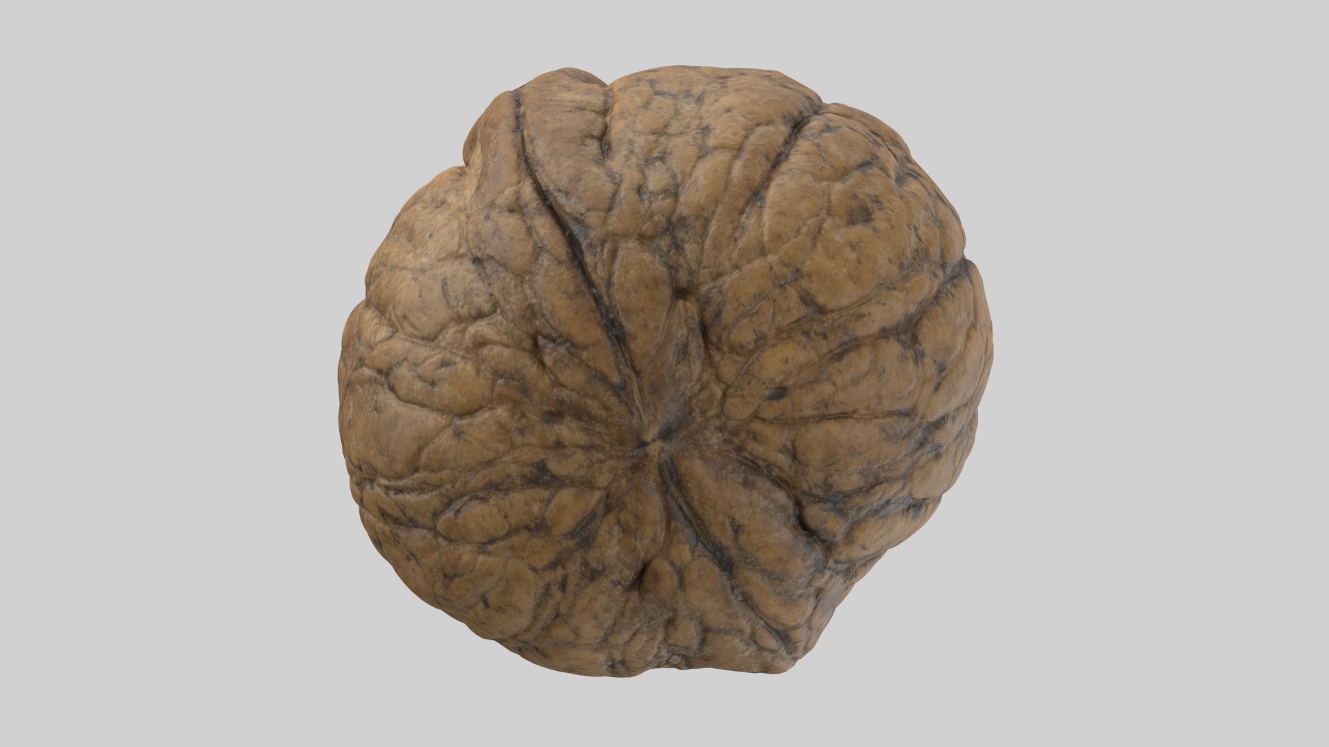 3D Walnut - TurboSquid 1976857