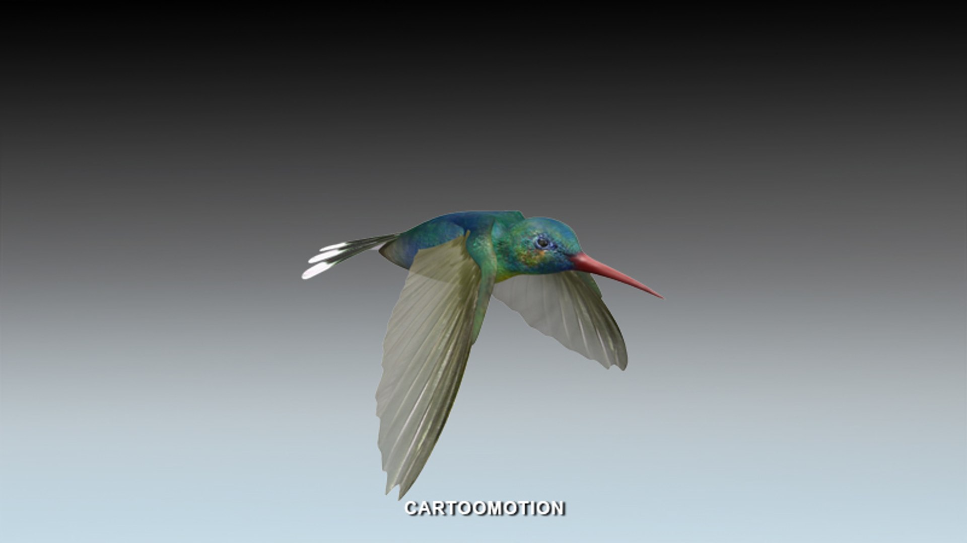 3d Humming Bird Model