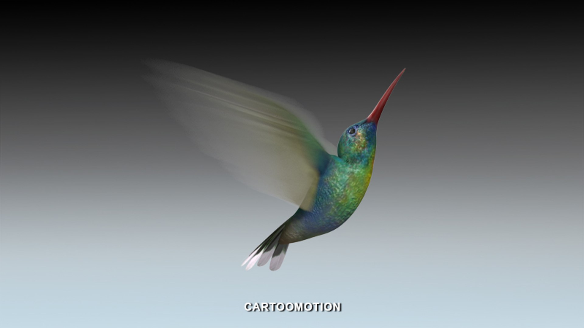 3d Humming Bird Model