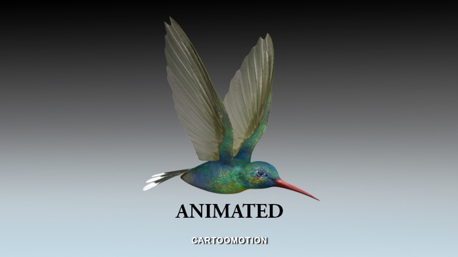 3d Humming Bird Model