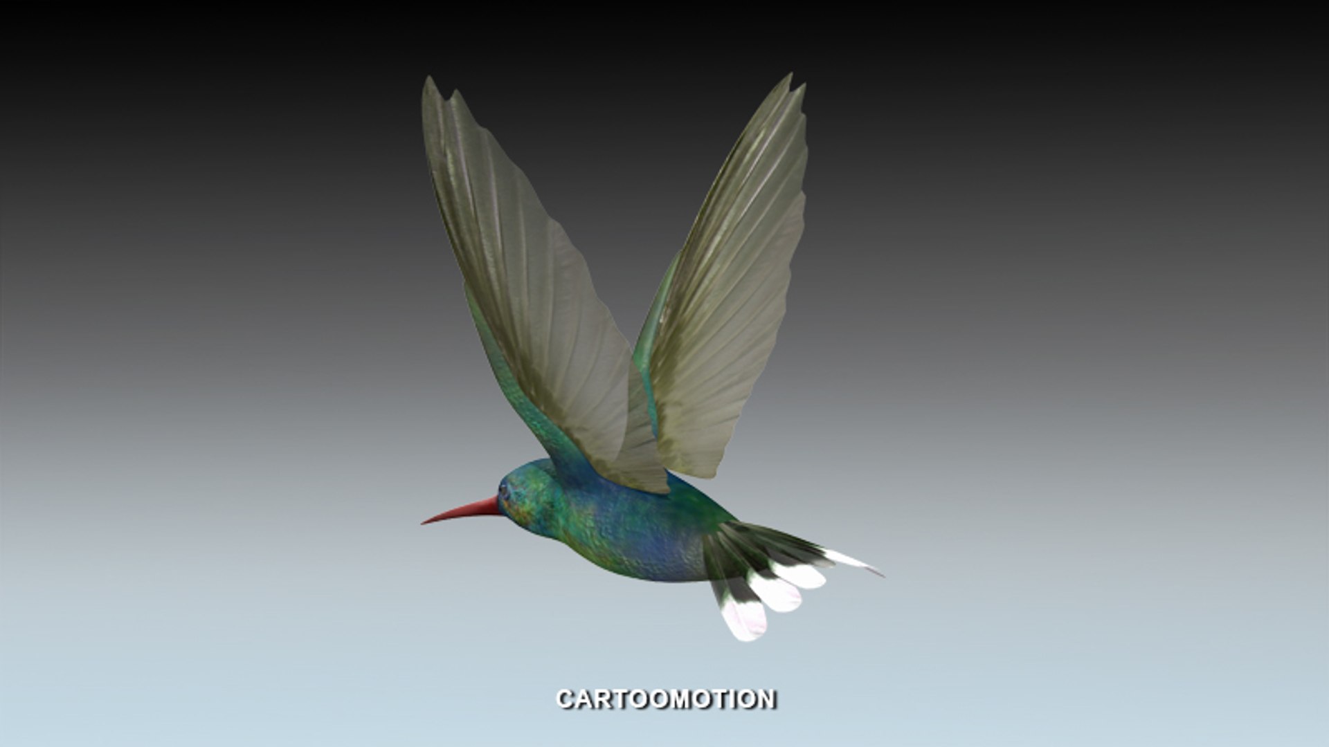 3d Humming Bird Model