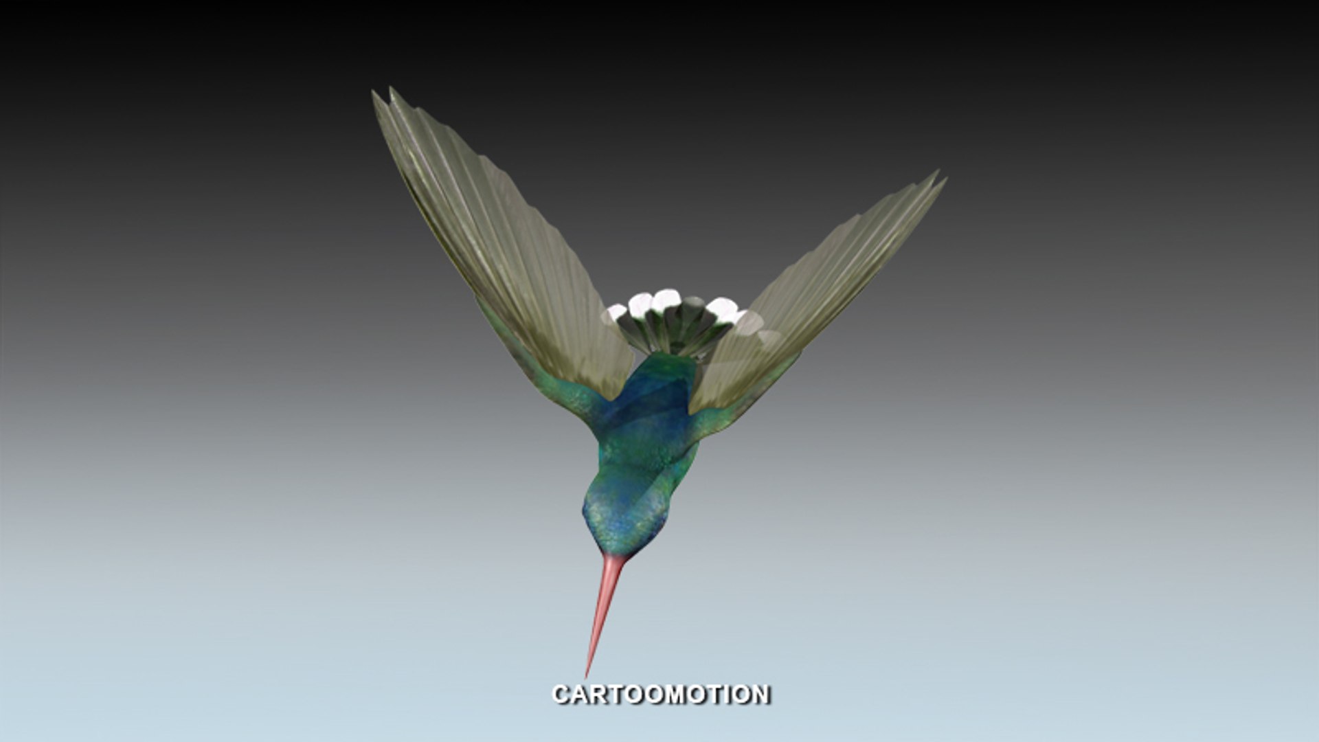 3d Humming Bird Model