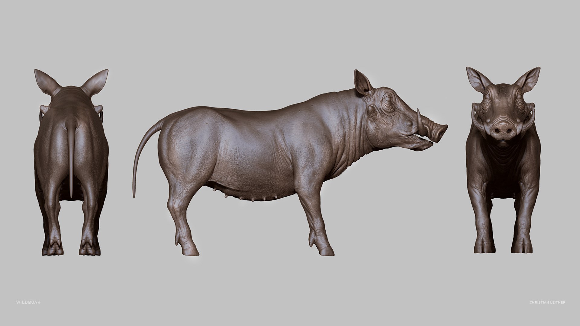 Pig Wild Boar Sculpt, Retopology Uvs 3D Model - TurboSquid 1714504