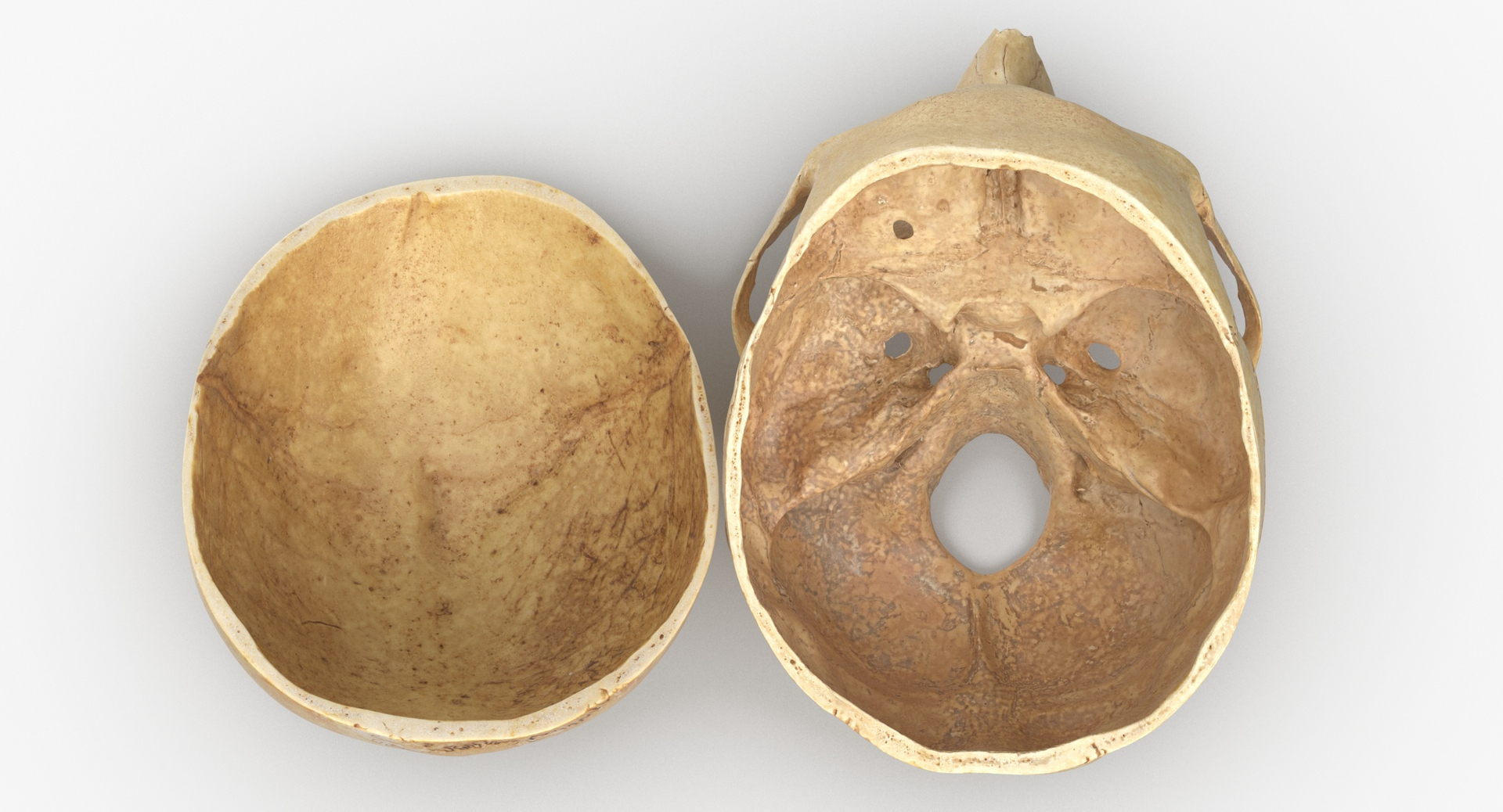 modelo 3d Cráneo humano real Cráneo 02 Corte con pose de pieza 03 ...