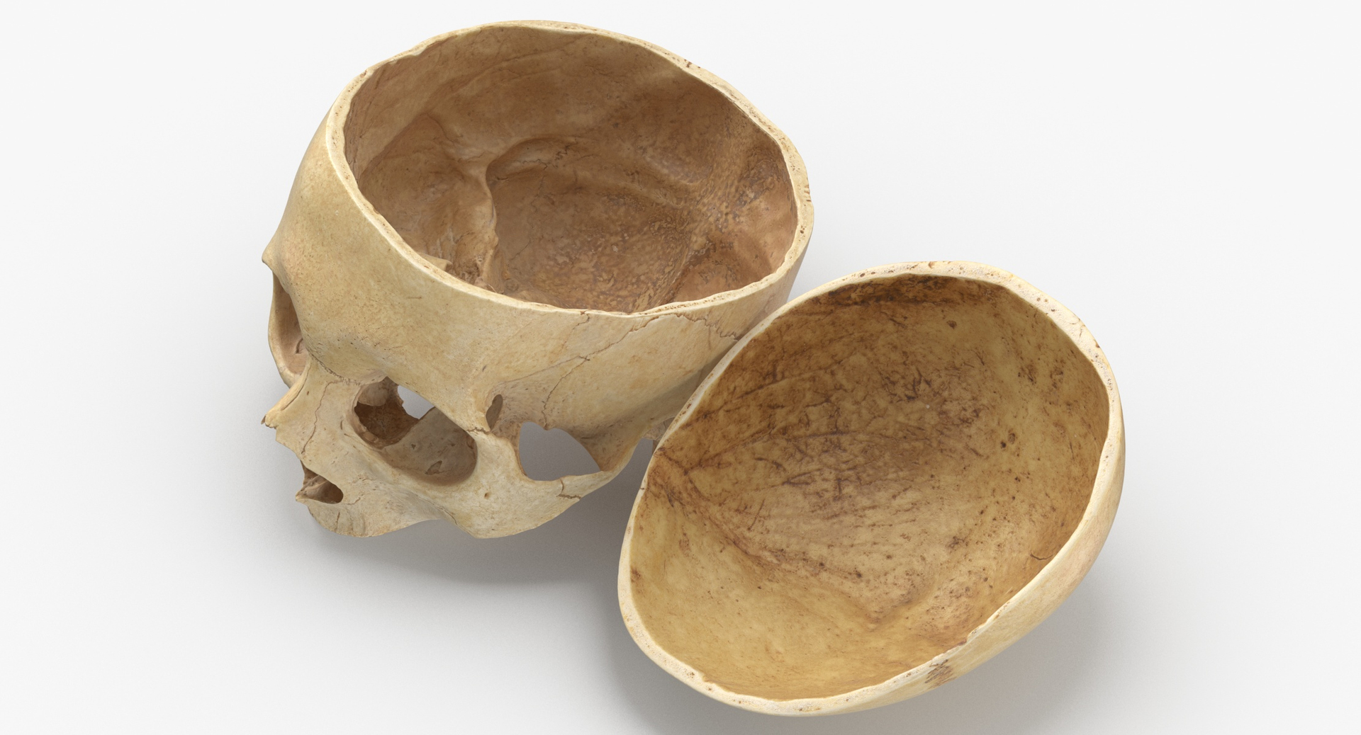 modelo 3d Cráneo humano real Cráneo 02 Corte con pose de pieza 03 ...