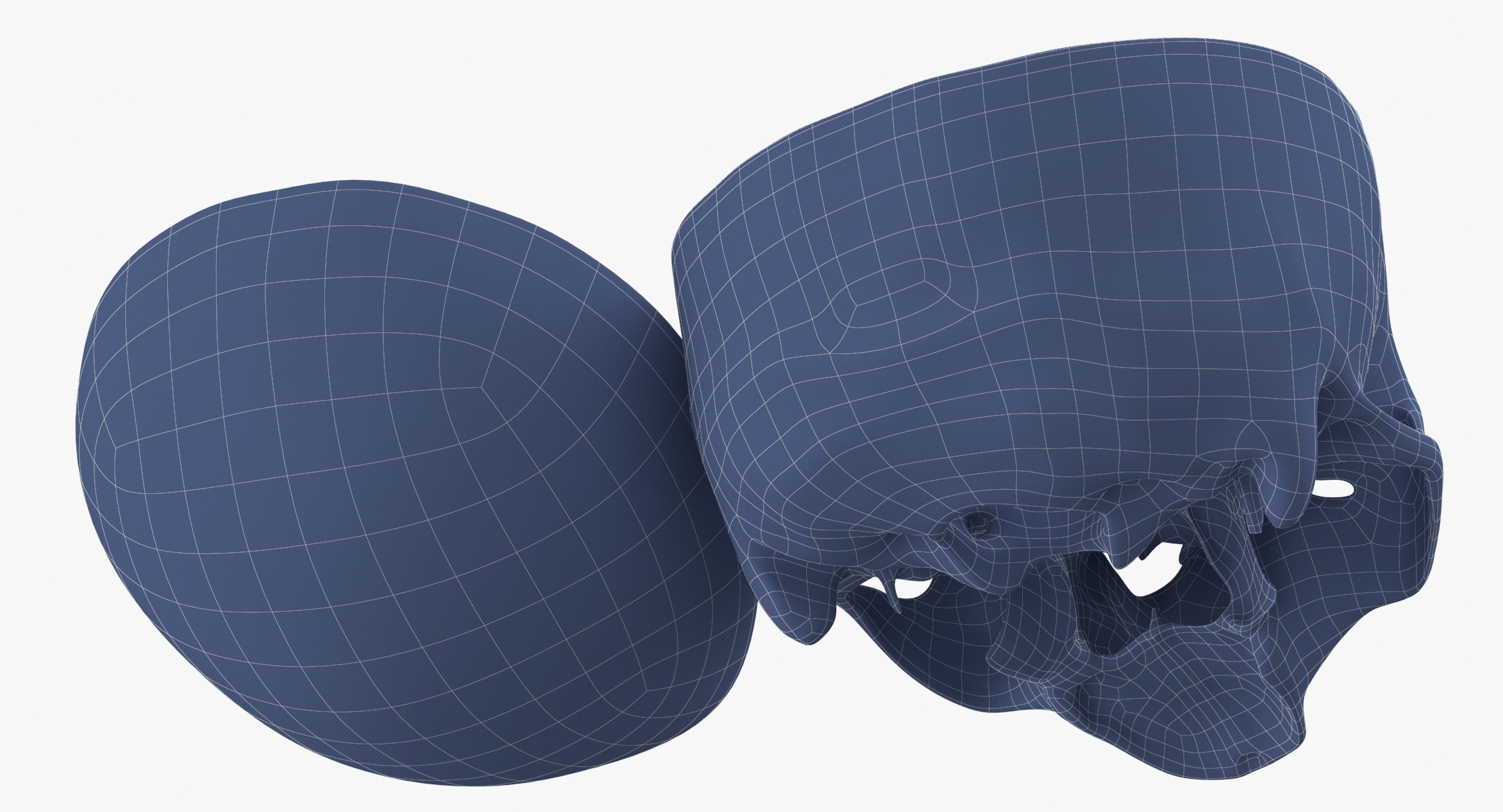 modelo 3d Cráneo humano real Cráneo 02 Corte con pose de pieza 03 ...