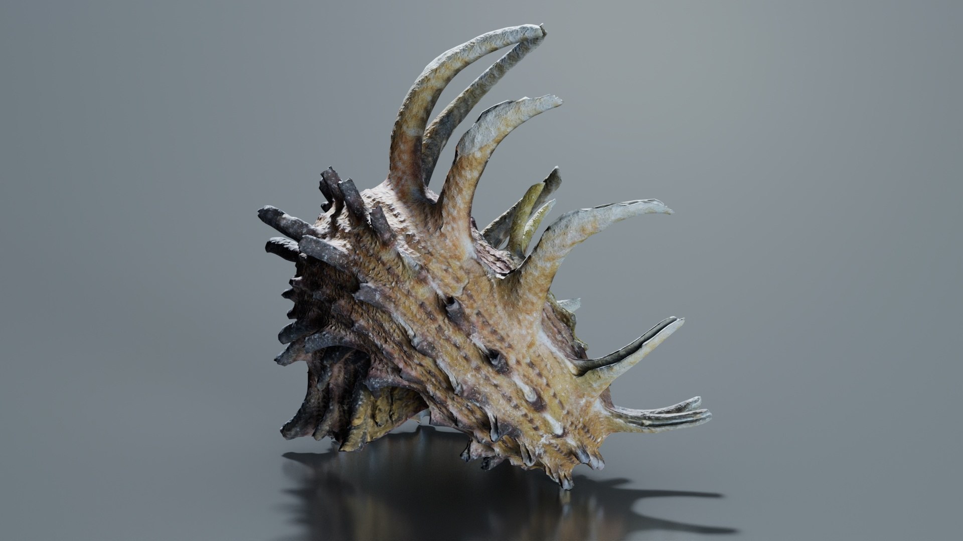 3D Angaria Delphinus Melanacantha Remastered Model - TurboSquid 2359831