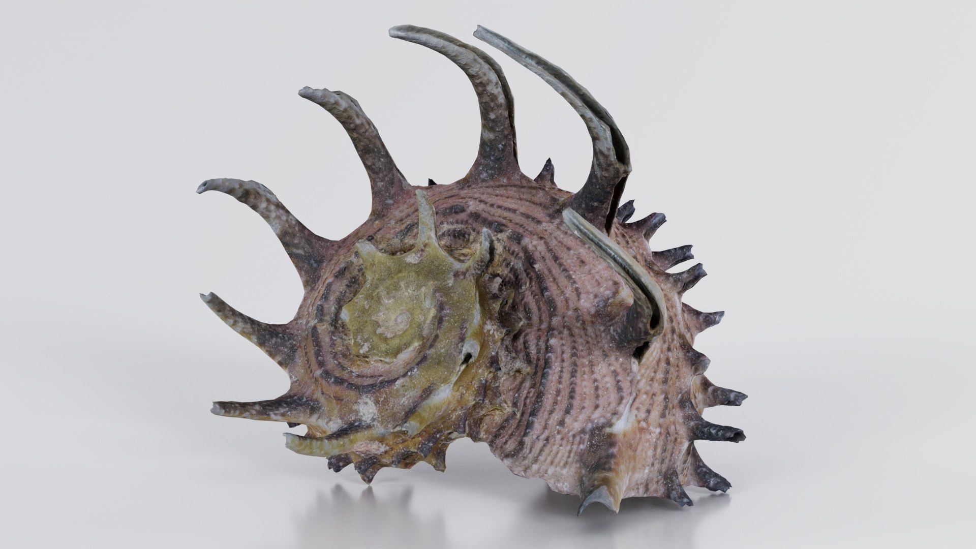 3D Angaria Delphinus Melanacantha Remastered Model - TurboSquid 2359831