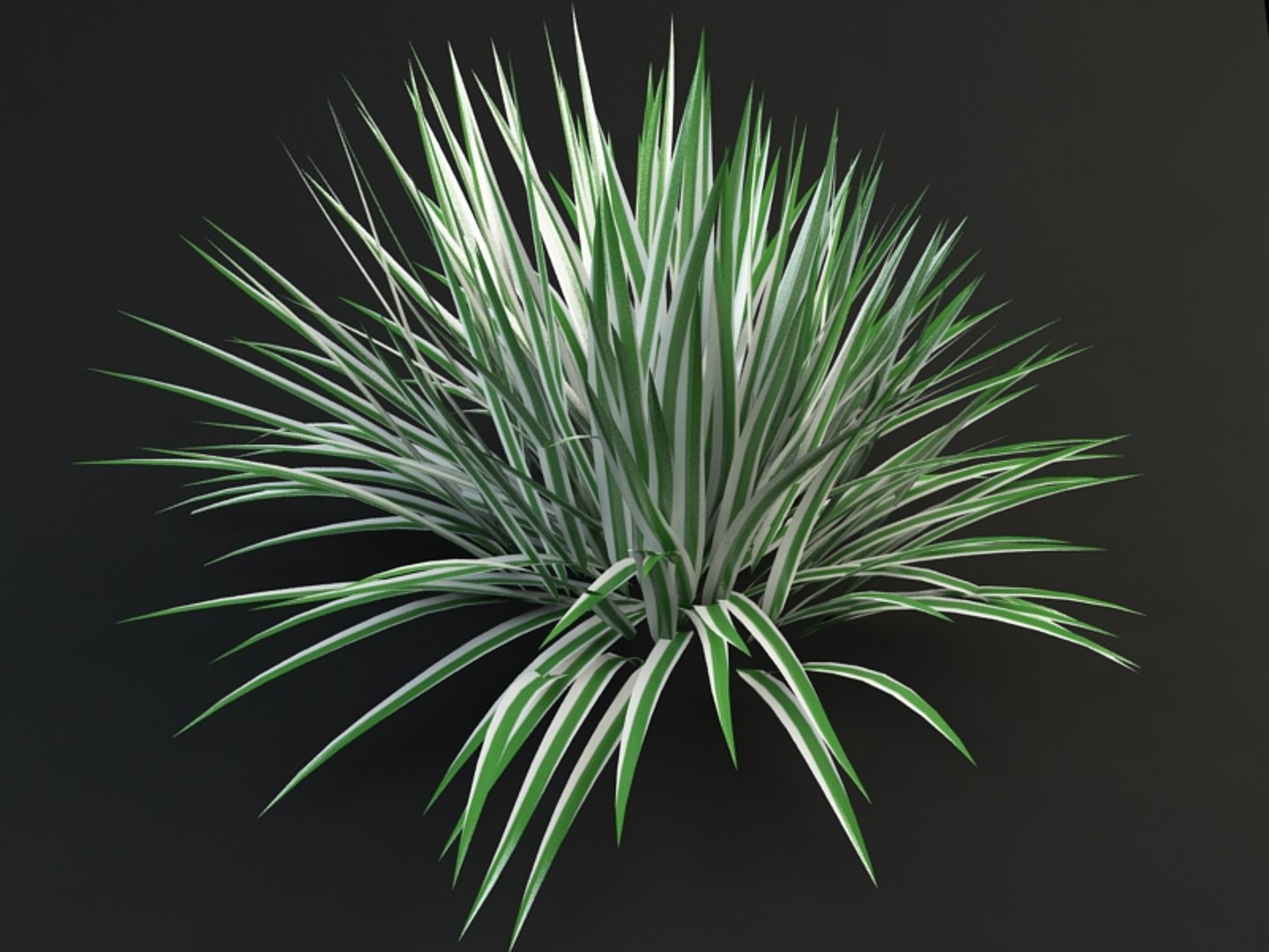 3d Model Holcus Mollis