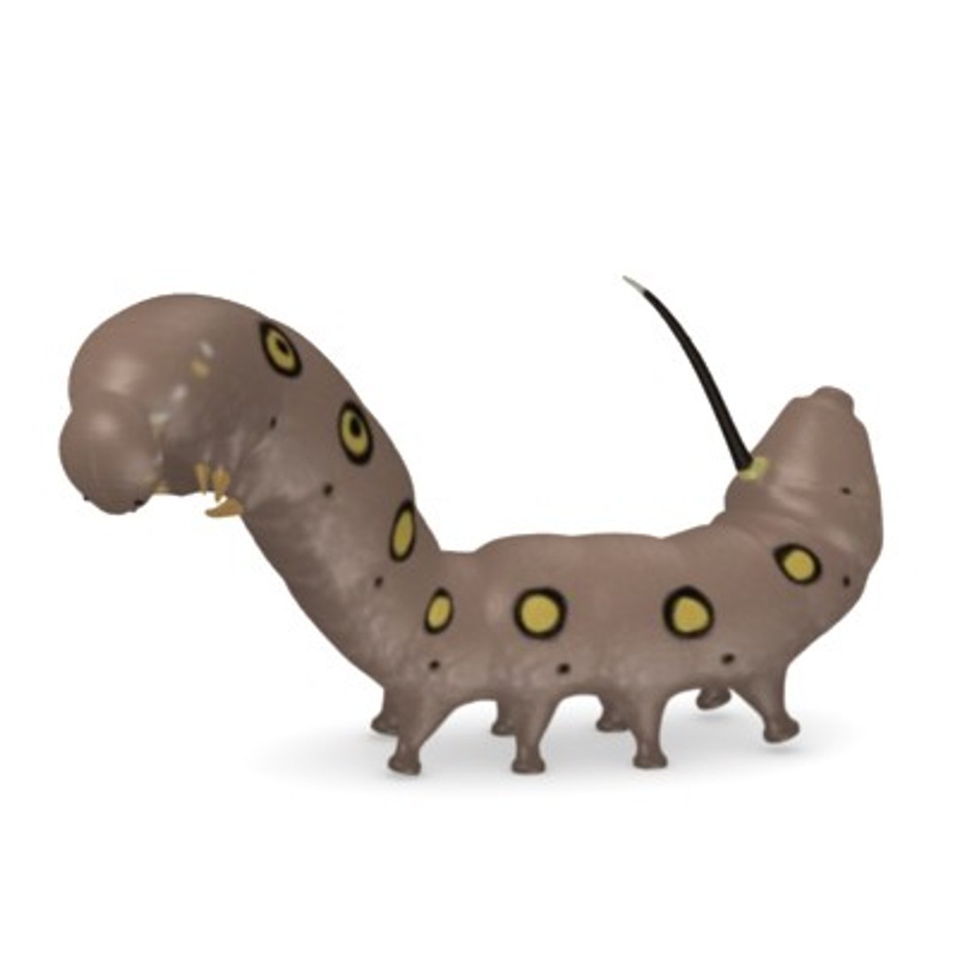 Butterfly Worm 3d Model