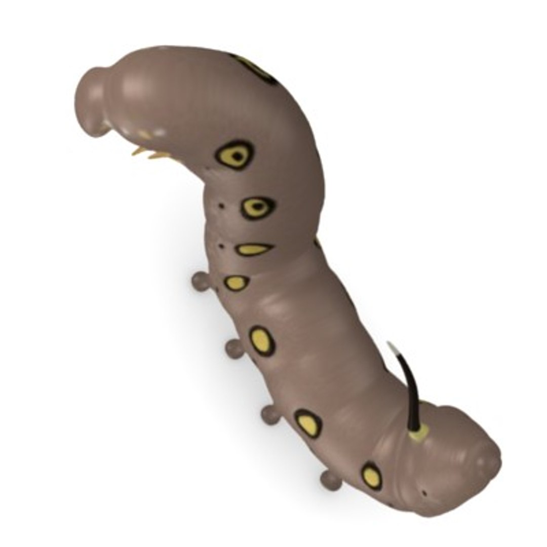 Butterfly Worm 3d Model