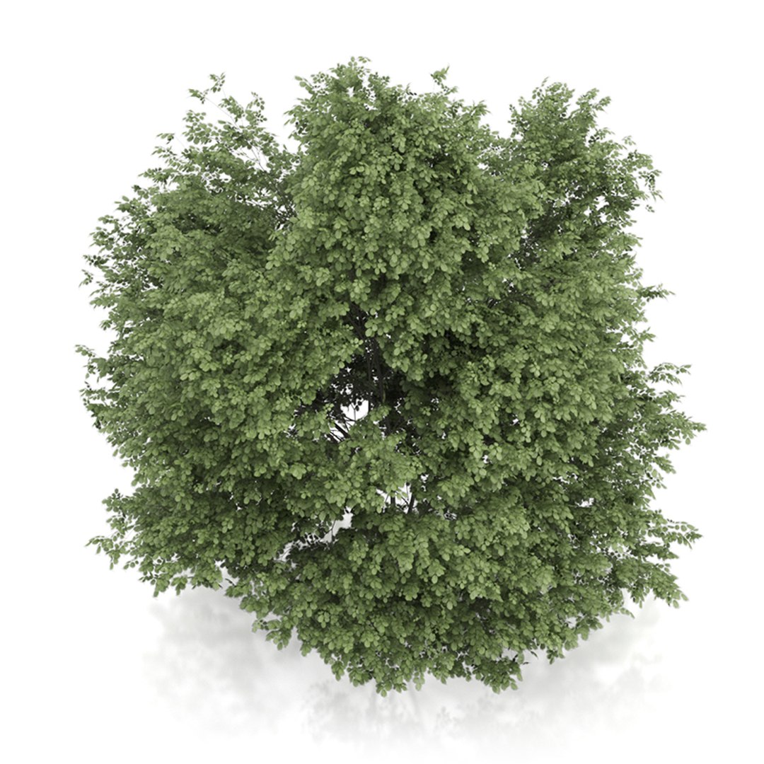C4d Common Hazel Tree Corylus