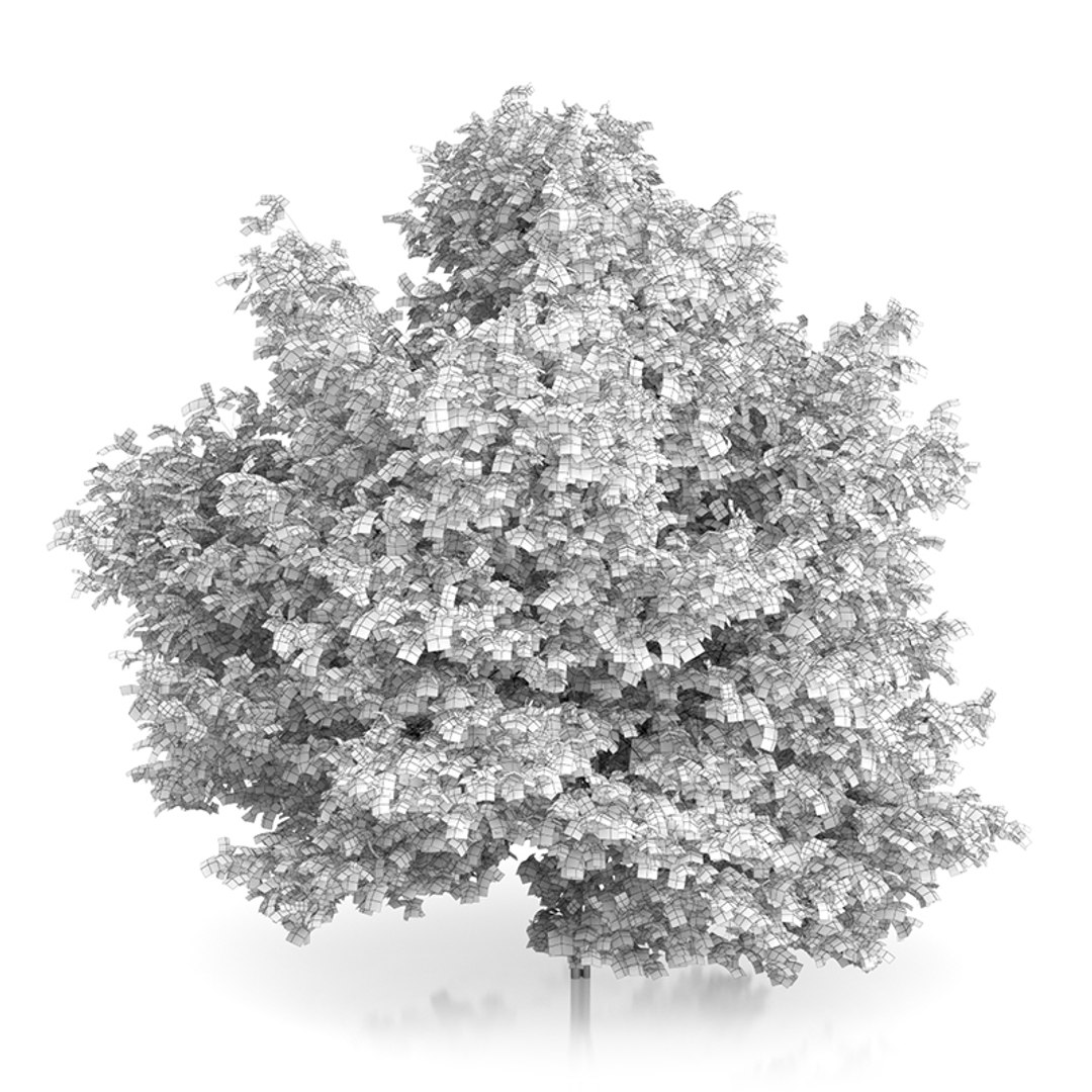 C4d Common Hazel Tree Corylus