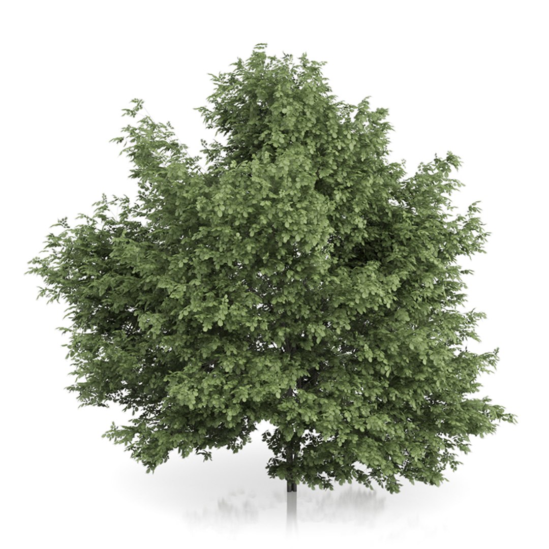 C4d Common Hazel Tree Corylus