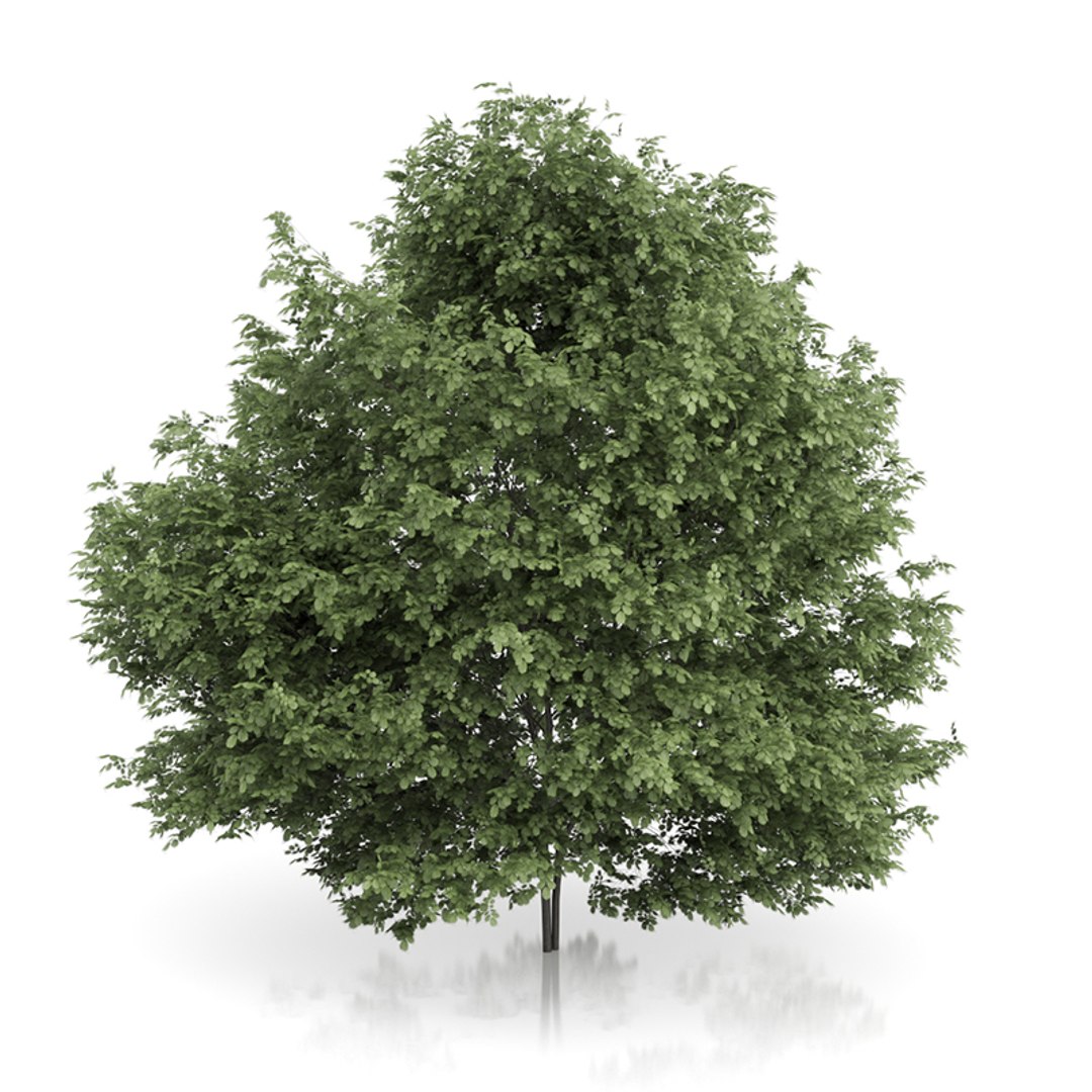 C4d Common Hazel Tree Corylus