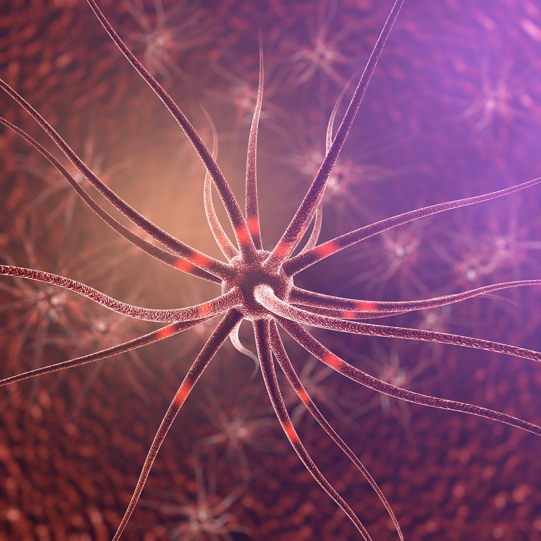 3D Model Brain Cell - TurboSquid 2083542