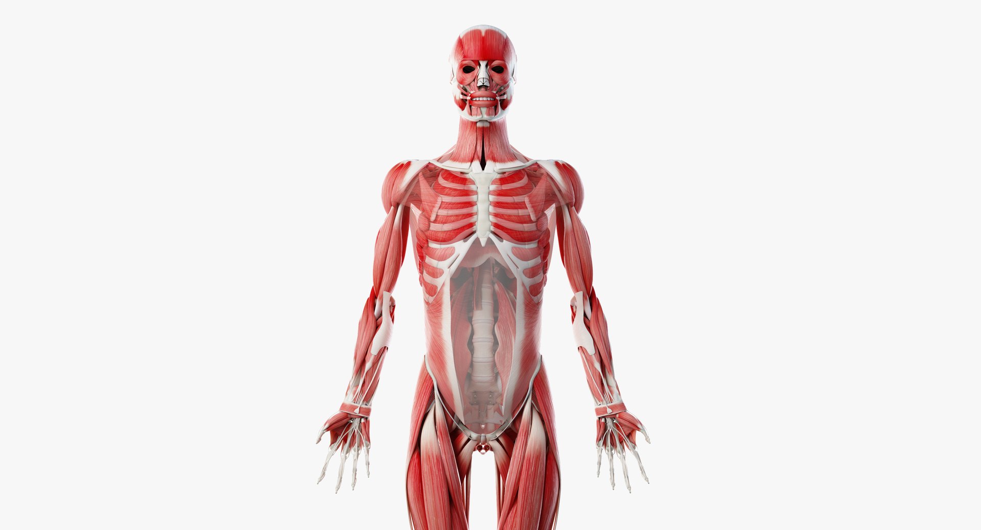 3D skin male skeleton muscles - TurboSquid 1511166