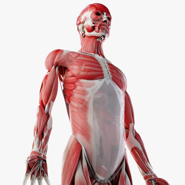 Complete Human Anatomy 3D Models for Download | TurboSquid