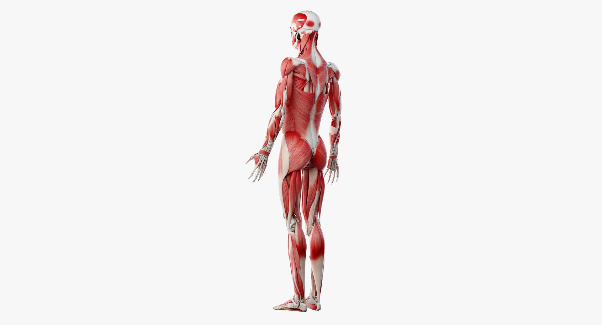 3D skin male skeleton muscles - TurboSquid 1511166