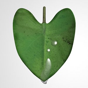 Free 3D Leaf Models - Available For Download On TurboSquid