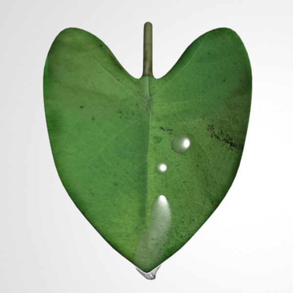 Free 3D Leaf Models | TurboSquid