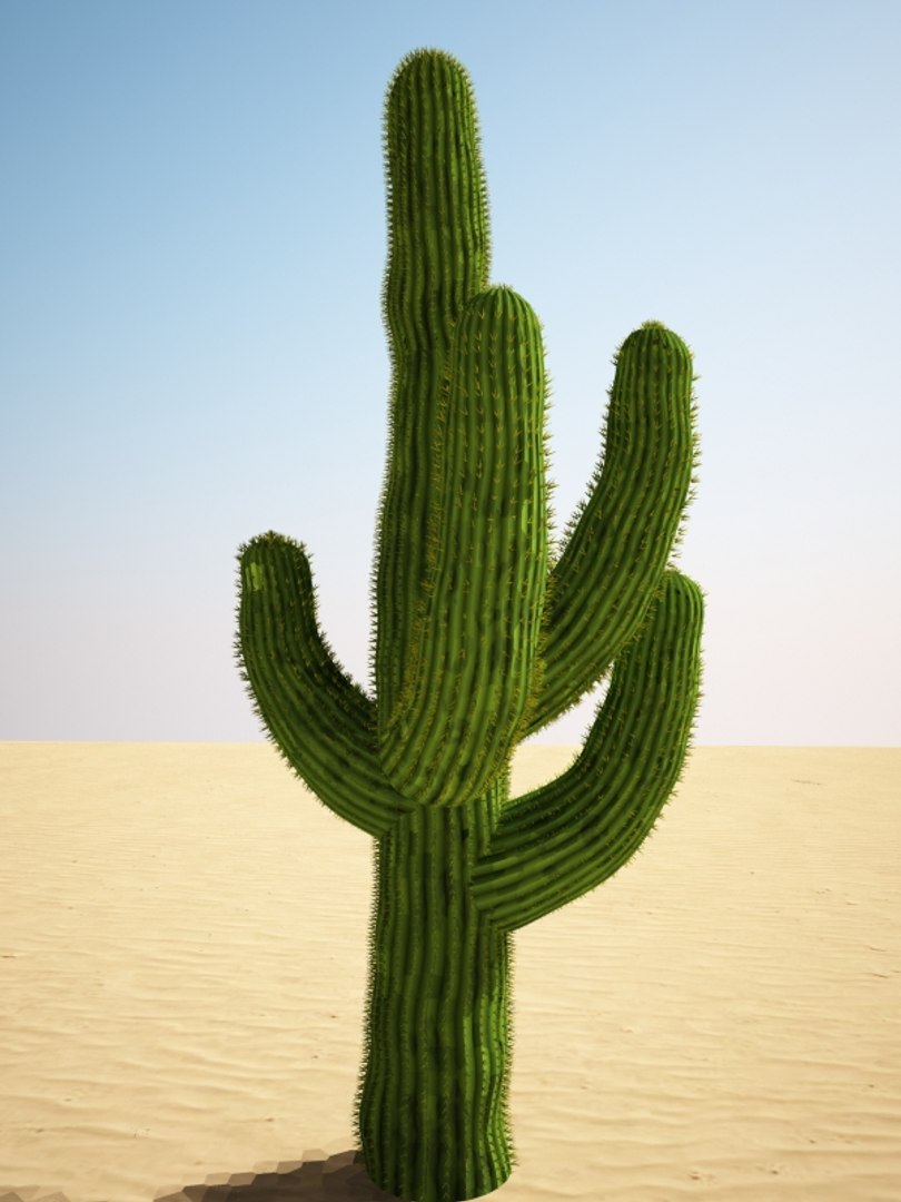 Saguaro Cactus Obj