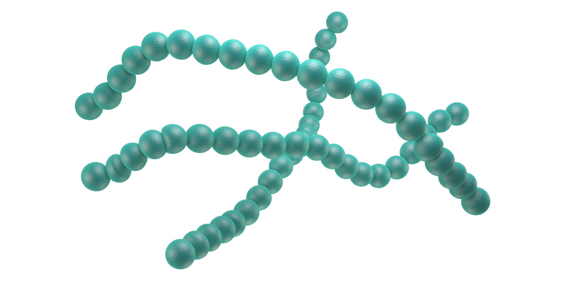 Streptococcus Pyogenes Bacteria 3D Model - TurboSquid 1251302