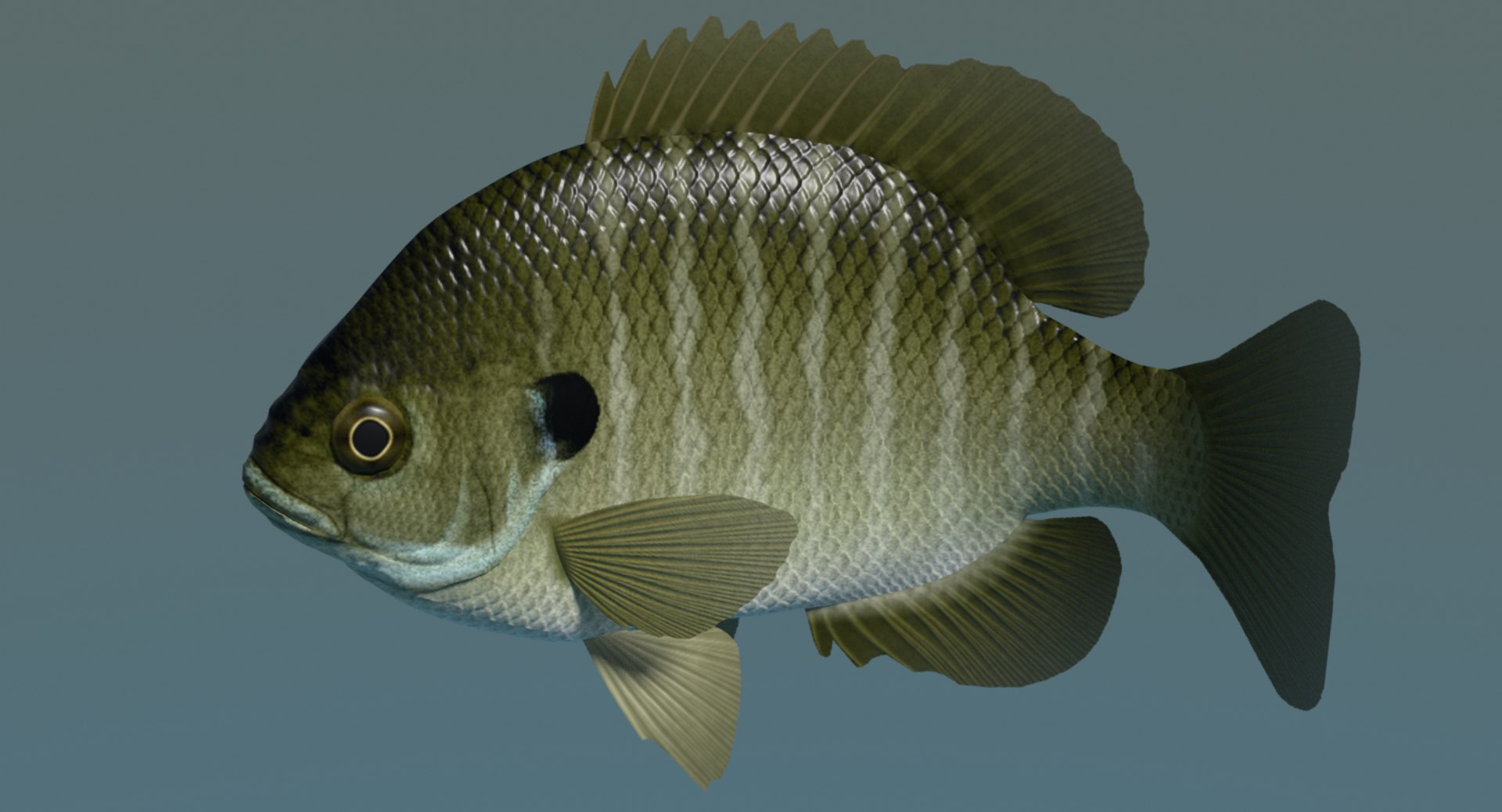 Bluegill Swimming 3d 3ds