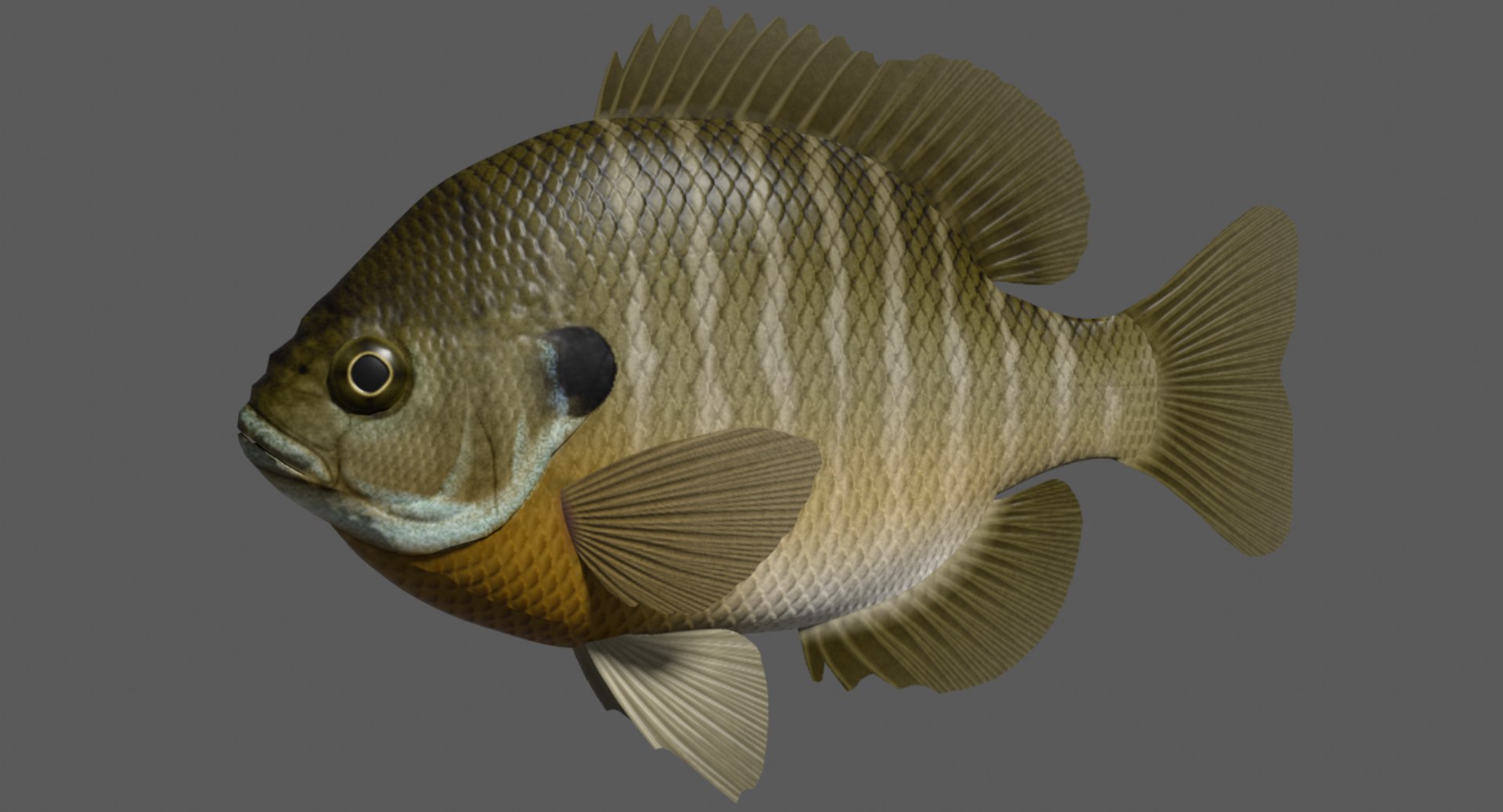 Bluegill Swimming 3d 3ds
