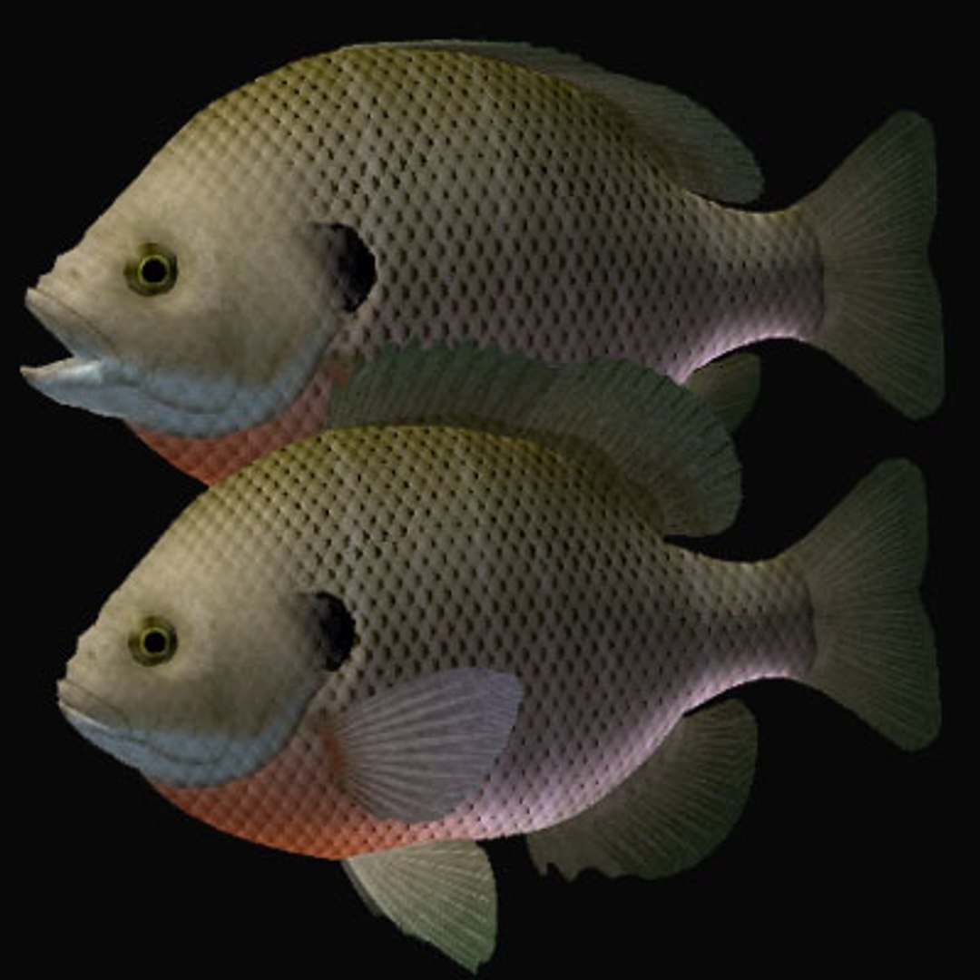 Bluegill Swimming 3d 3ds