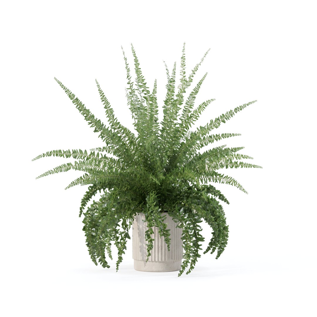 3D Fern In Modern Flower Pot - TurboSquid 2185774