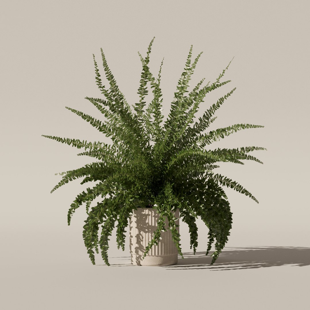 3D Fern In Modern Flower Pot - TurboSquid 2185774