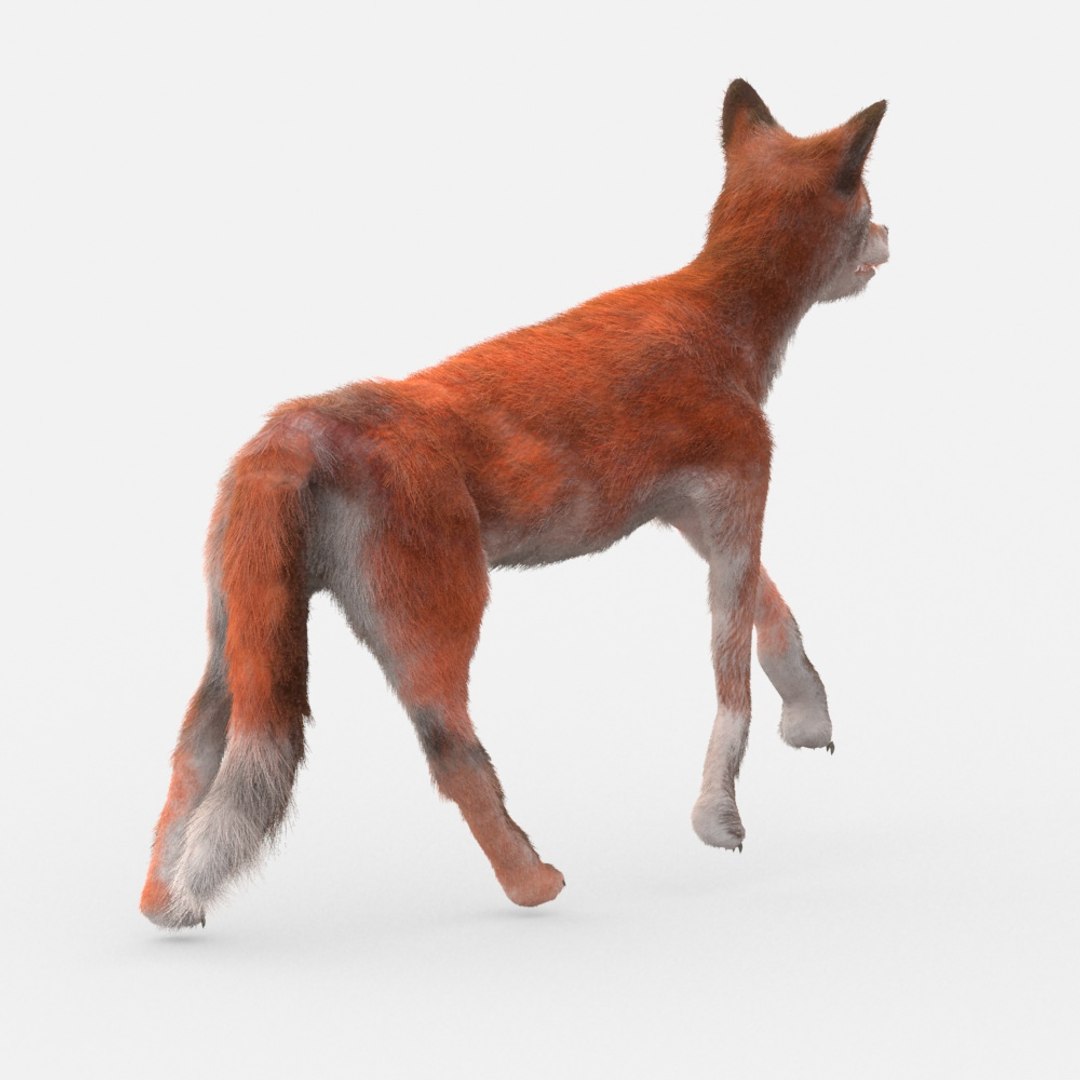 3D Realistic Fox - TurboSquid 1170901