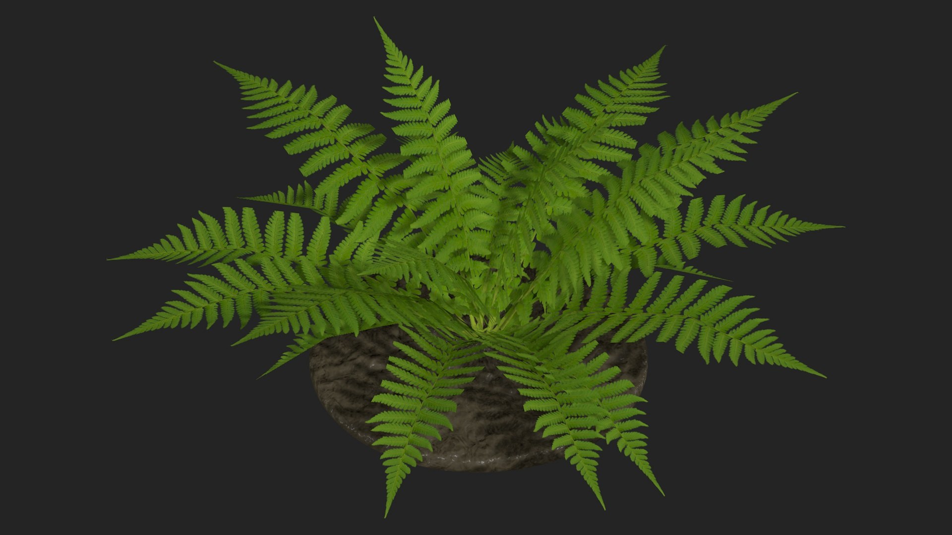 Tropical Fern Low Poly 3D - TurboSquid 2054684