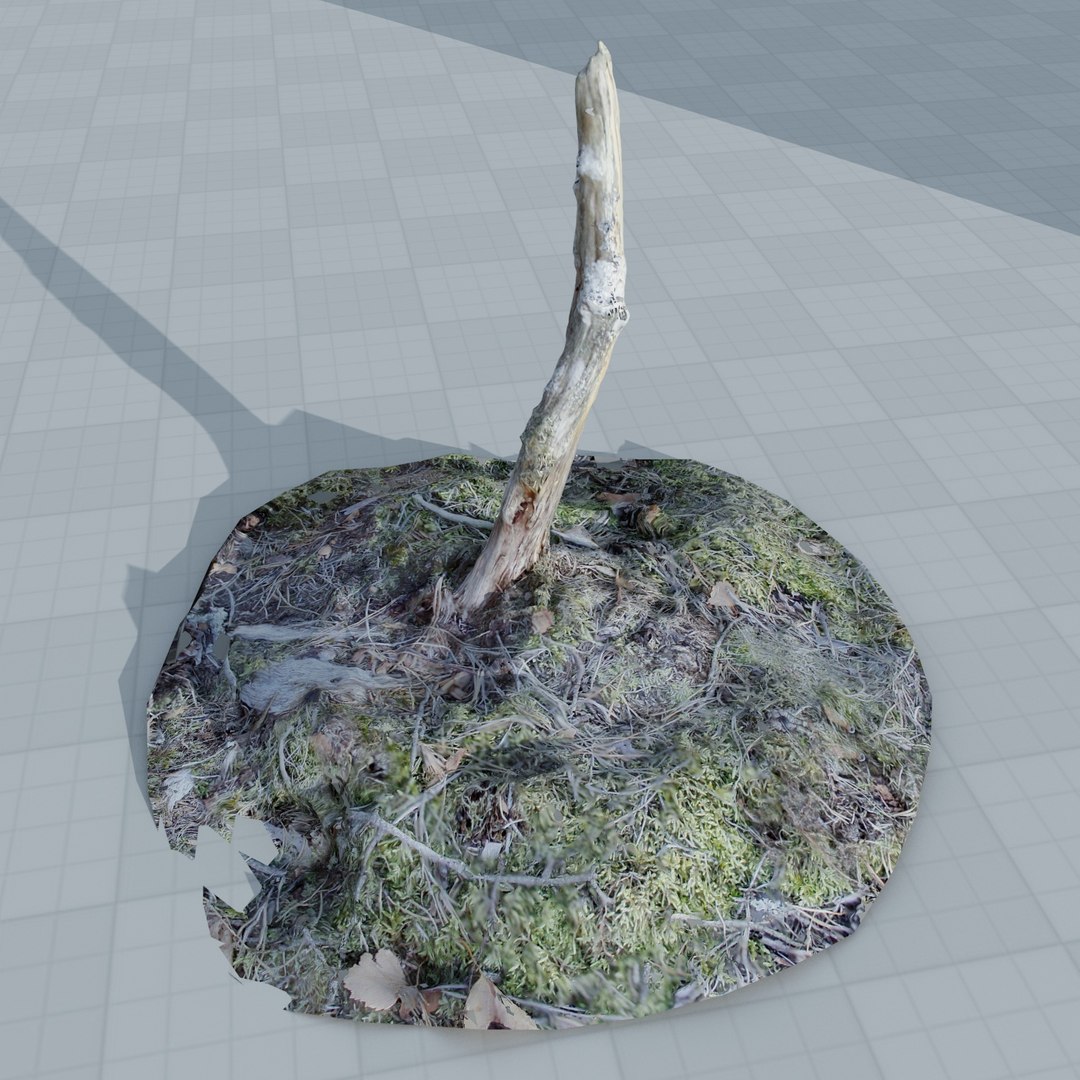 3d scan tree stump