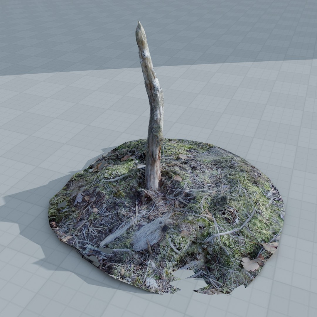 3d scan tree stump