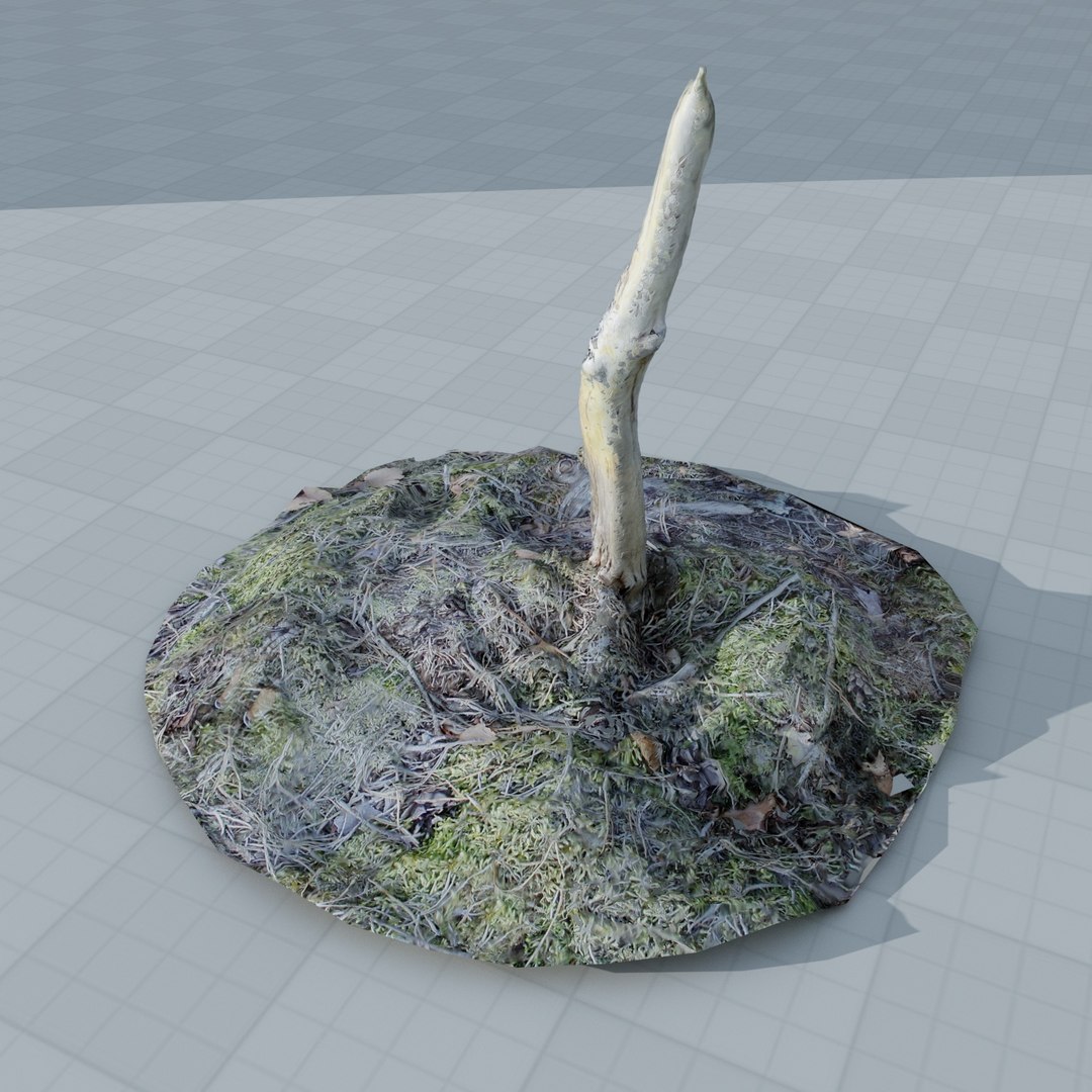3d scan tree stump