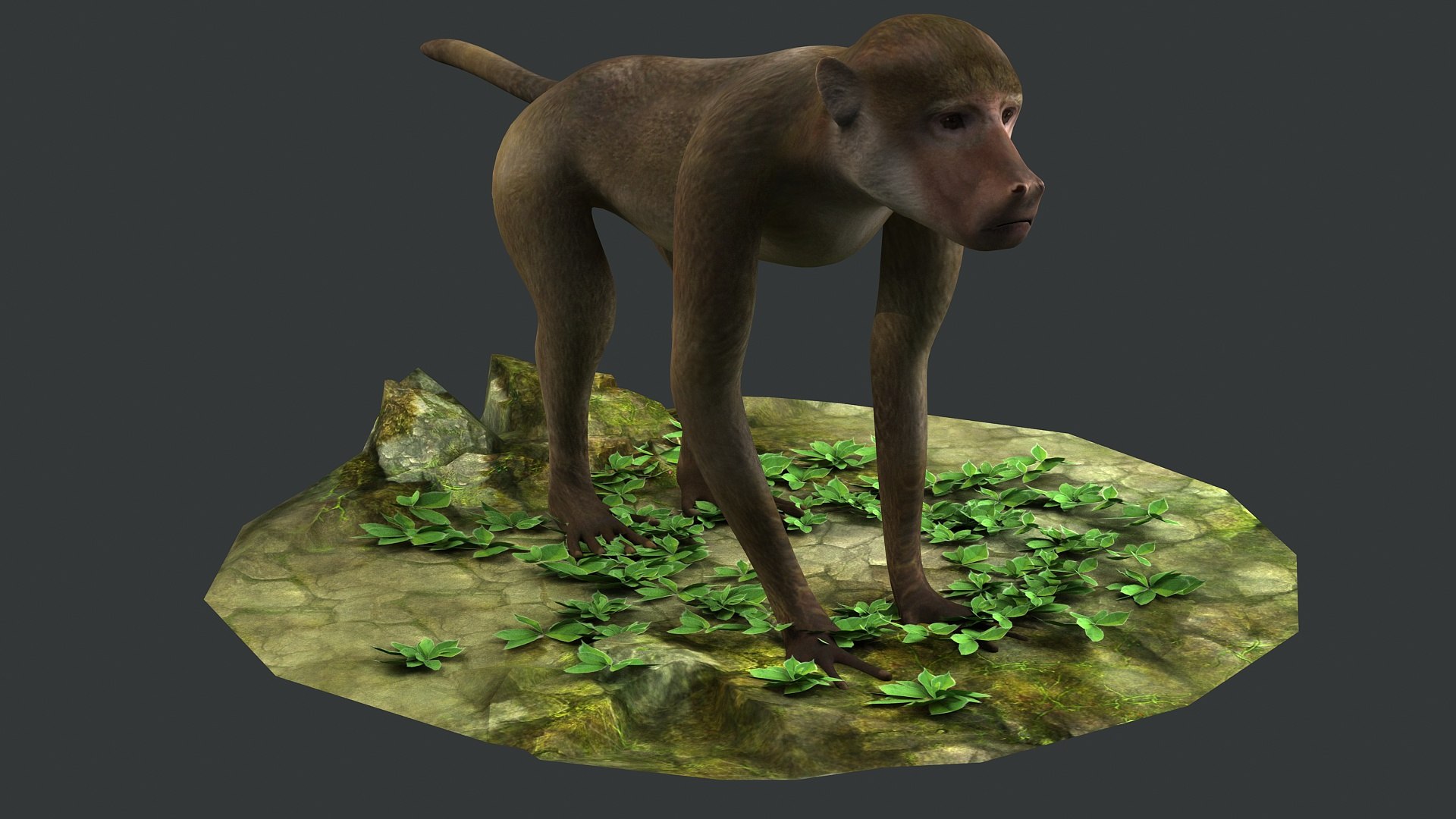 3D Wildlife Safari Mammal Zoo Nature African Wild Baboon - TurboSquid ...
