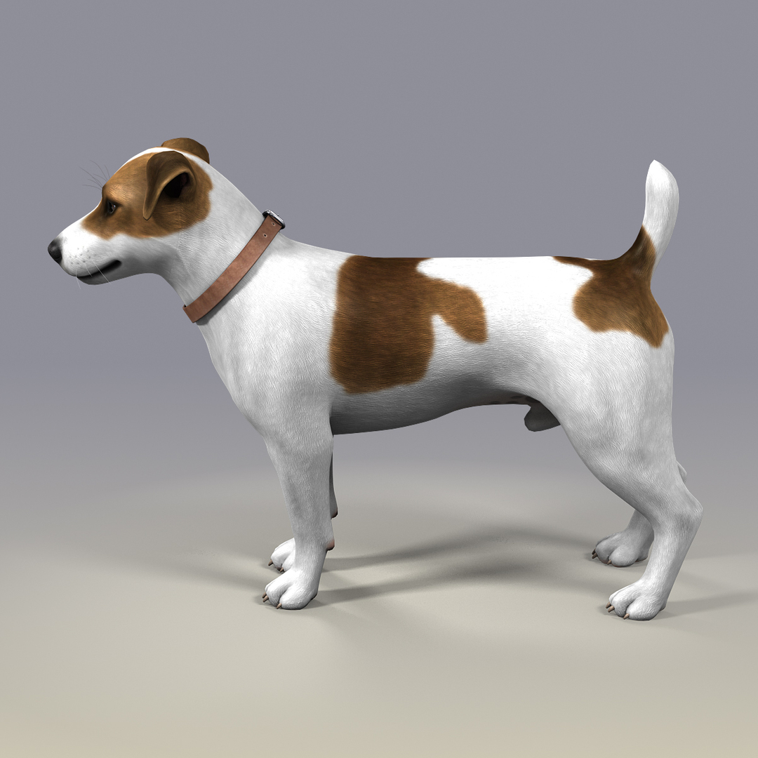 Dog Jrt Max
