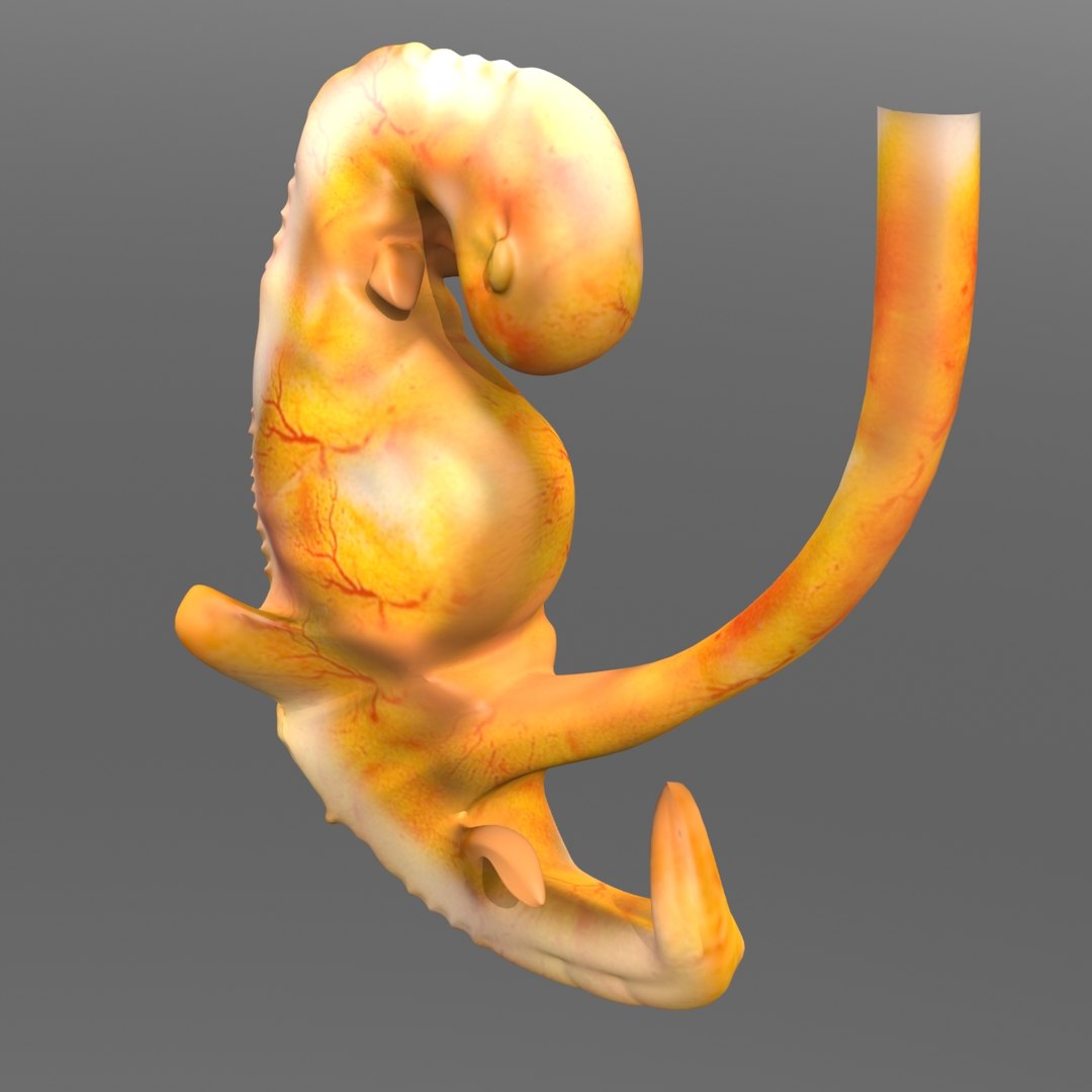 3d weeks fetus model