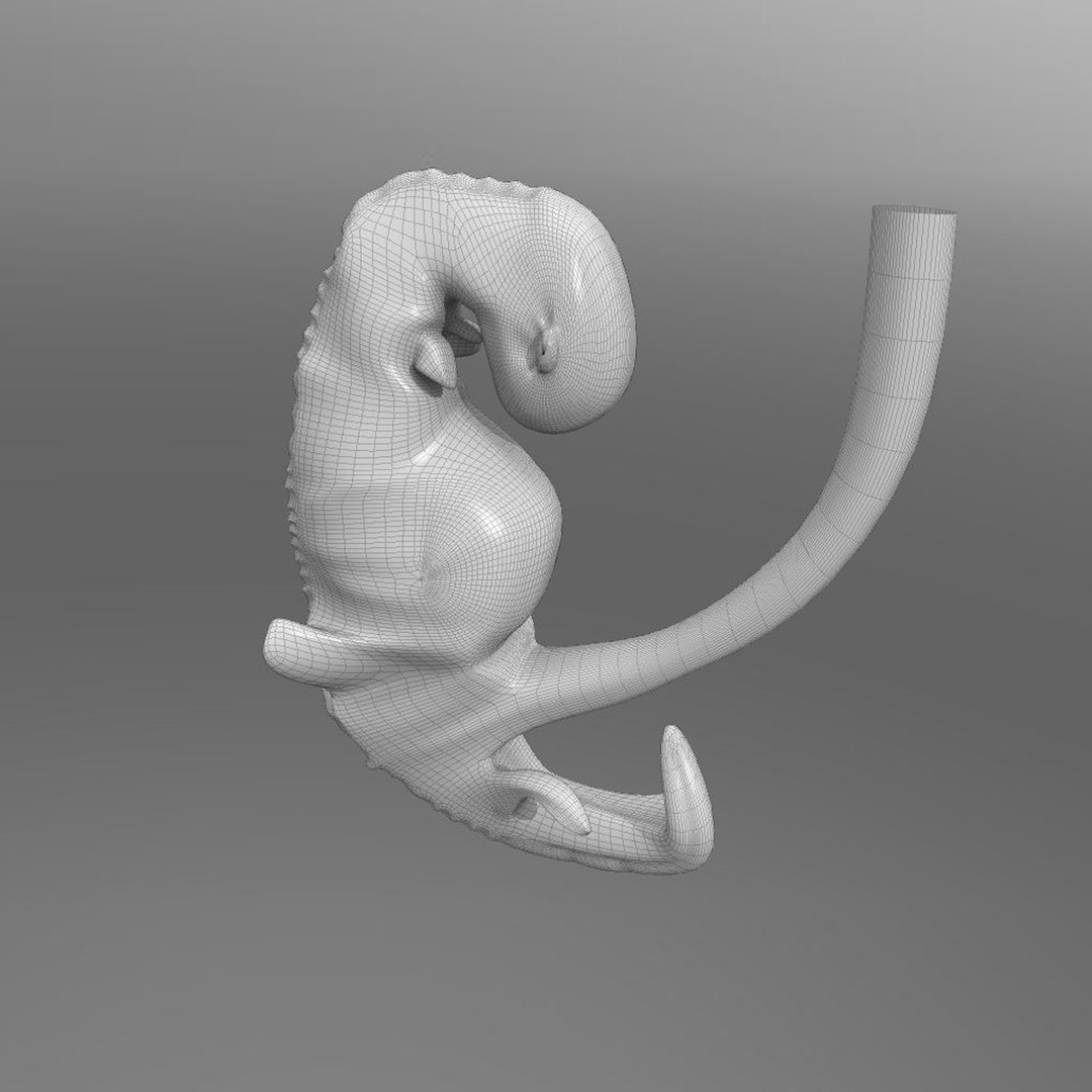3d weeks fetus model